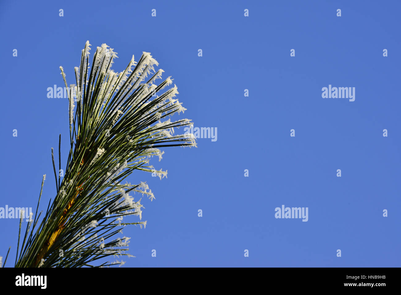 Pine tree in a beautiful winter season Stock Photo - Alamy