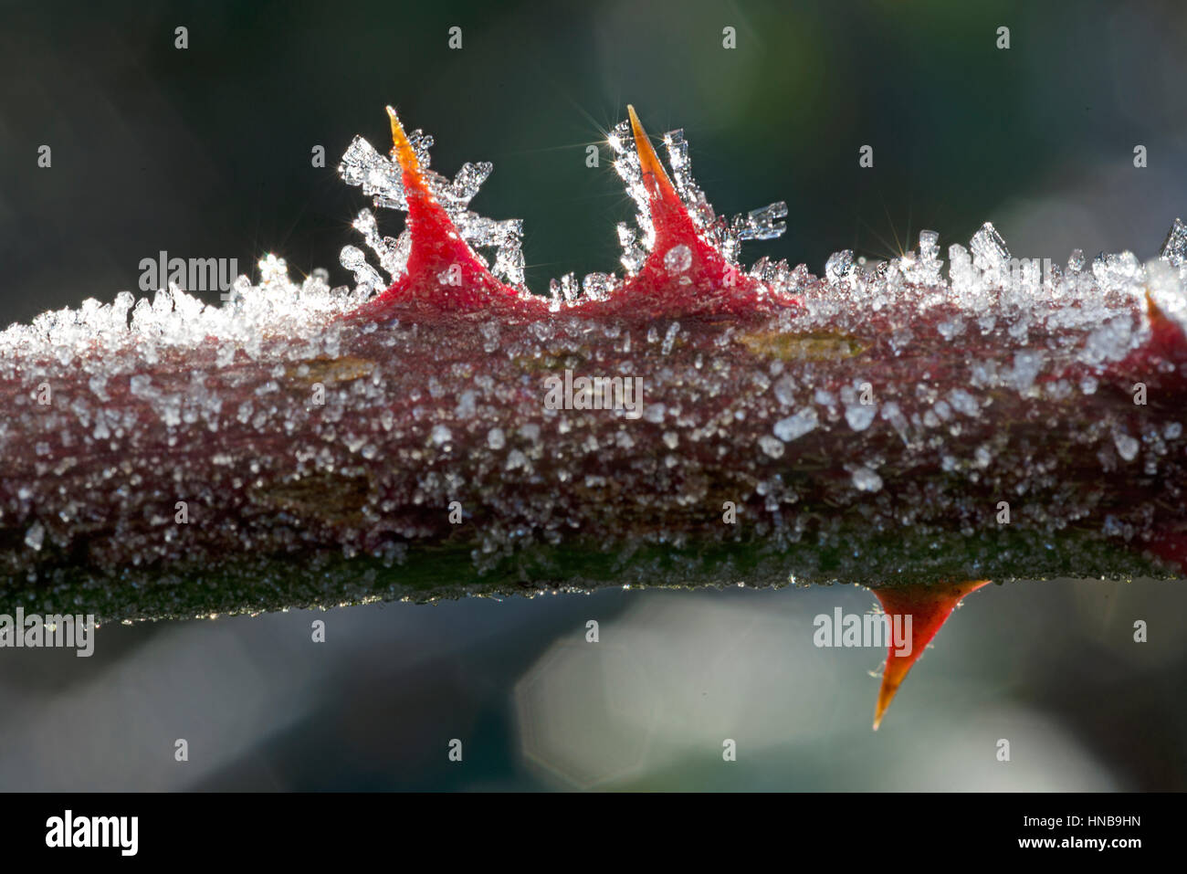 Thorn rose snow winter hi-res stock photography and images - Alamy