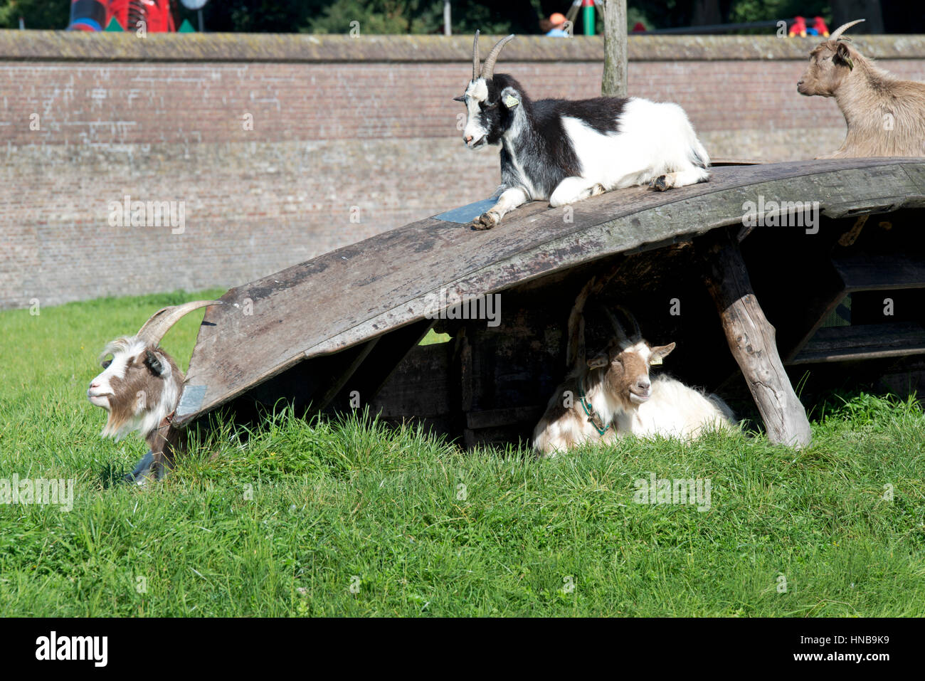 goats op and under a boat in a grass field Stock Photo - Alamy