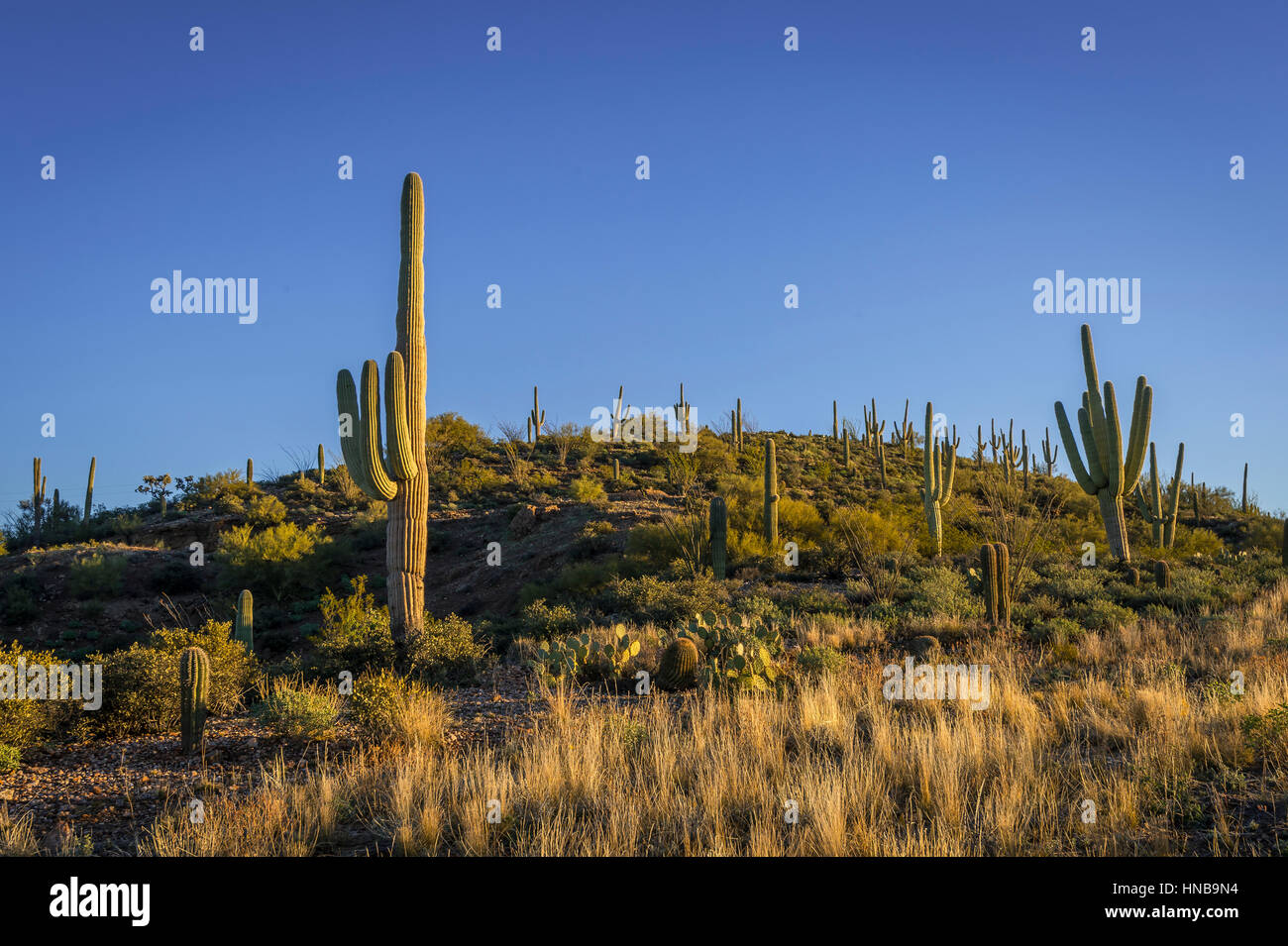Saguaro Cactus, Cactus National Forest, Arizona USA Stock Photo - Alamy