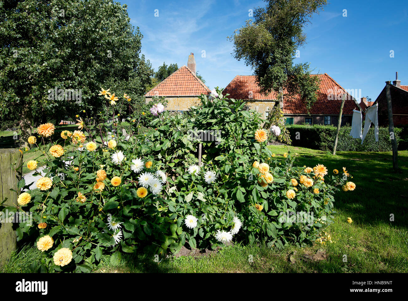 Yellow rose garden with blue sky in the Netherlands Stock Photo - Alamy