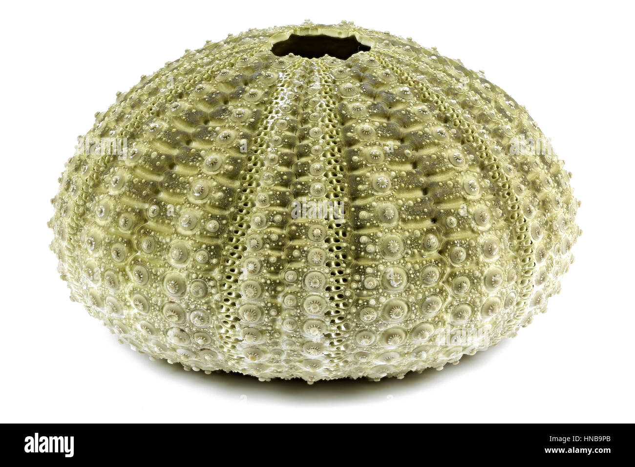 sea urchin isolated on white background Stock Photo - Alamy