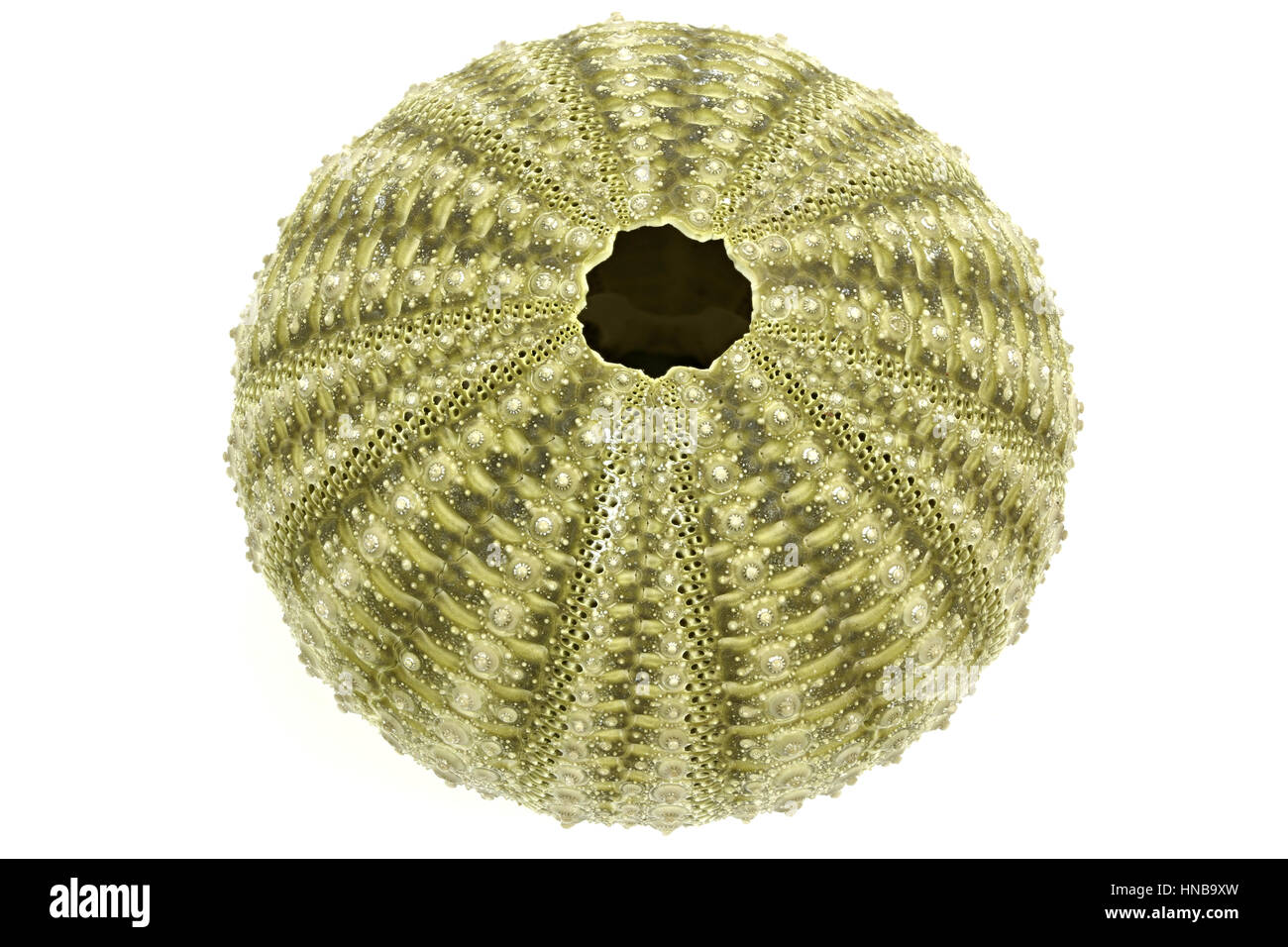 sea urchin isolated on white background Stock Photo - Alamy