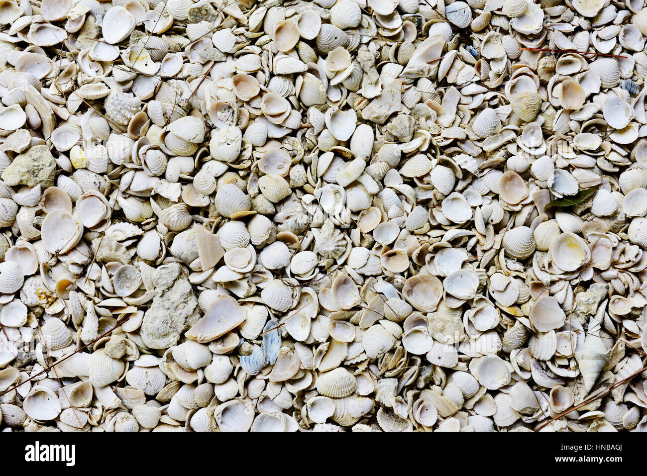 Seashells ground cover Stock Photo - Alamy