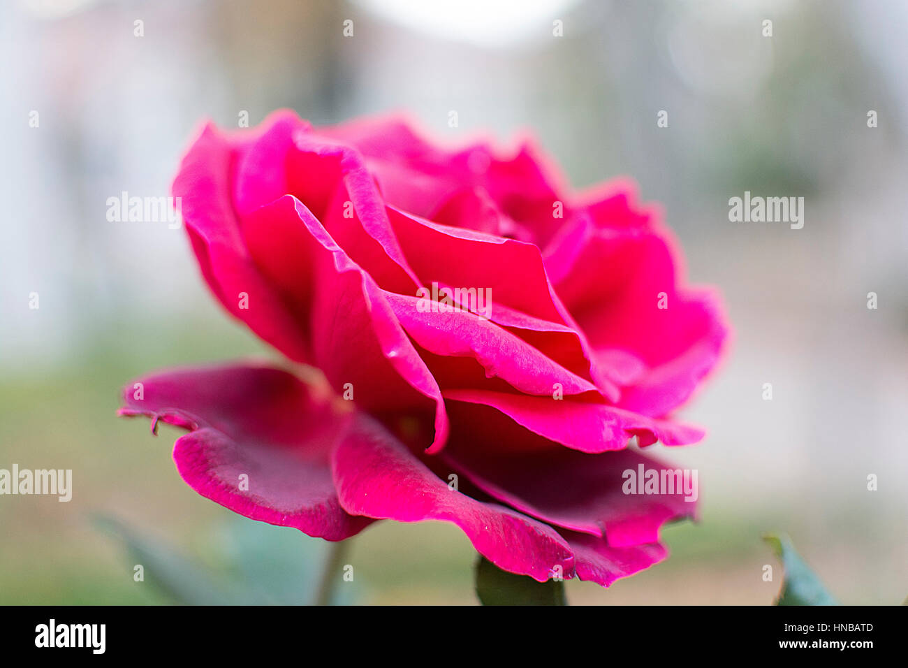 Love symbol red rose Stock Photo - Alamy