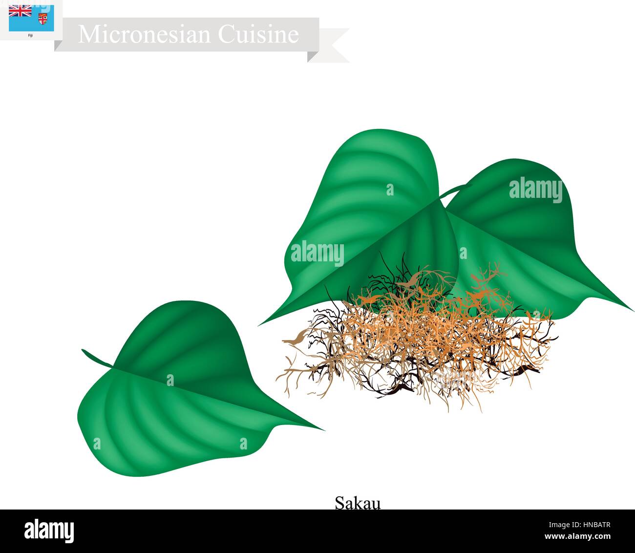 Micronesian Plant, Illustration of Sakau, Kava or Piper Methysticum ...