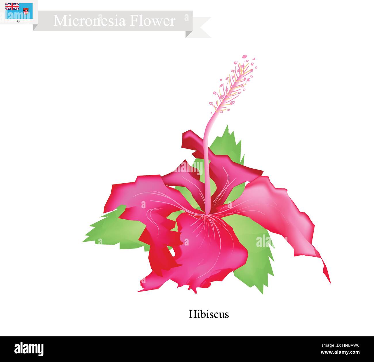 Micronesia Flower, Illustration of Hibiscus Flowers. The National ...