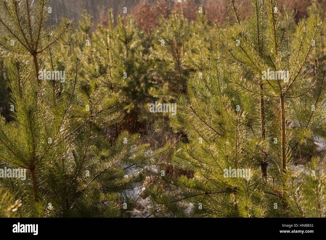 plantation of small pine trees during winter time Stock Photo - Alamy