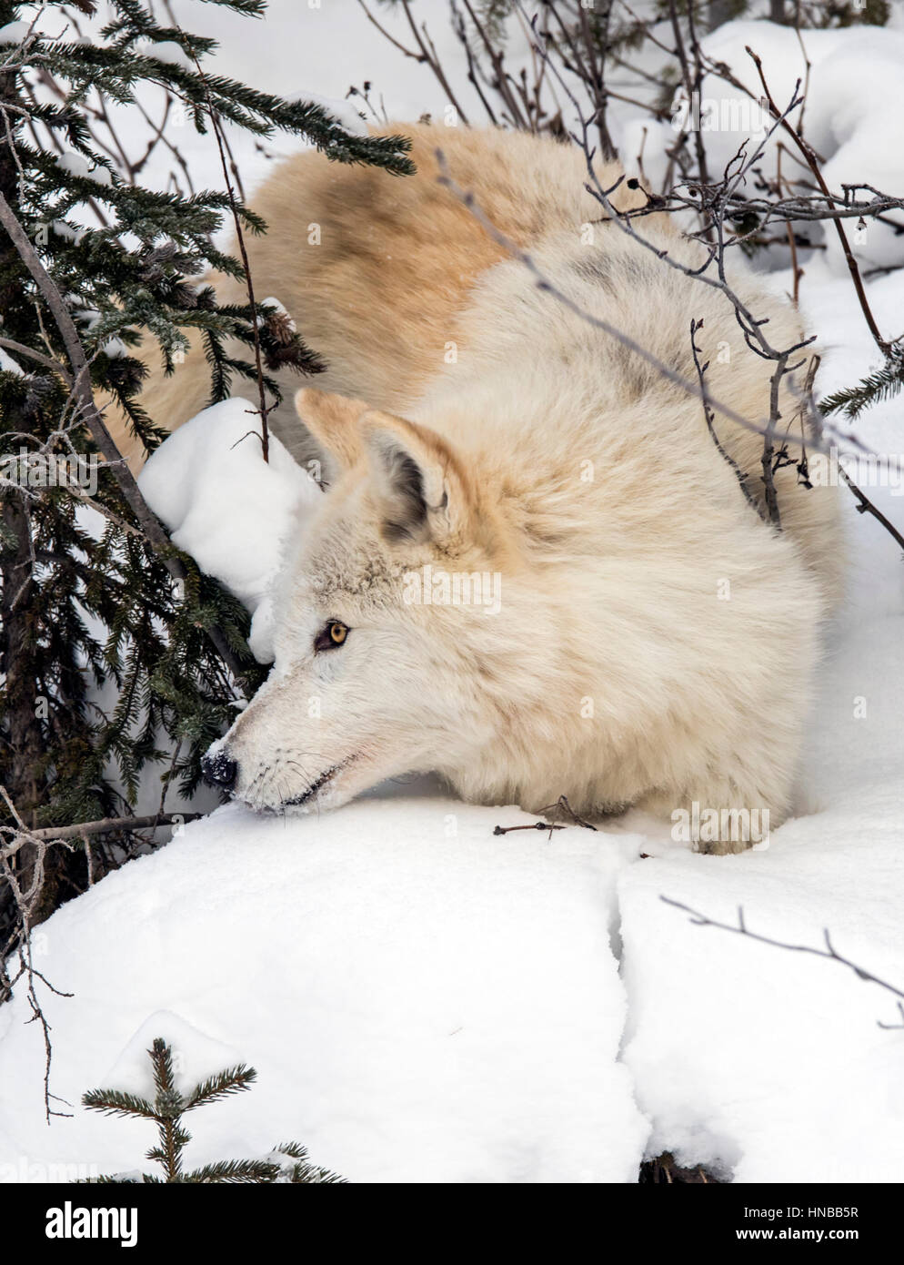 Gray Wolf; Canus Lupus; British Columbia; Canada Stock Photo - Alamy