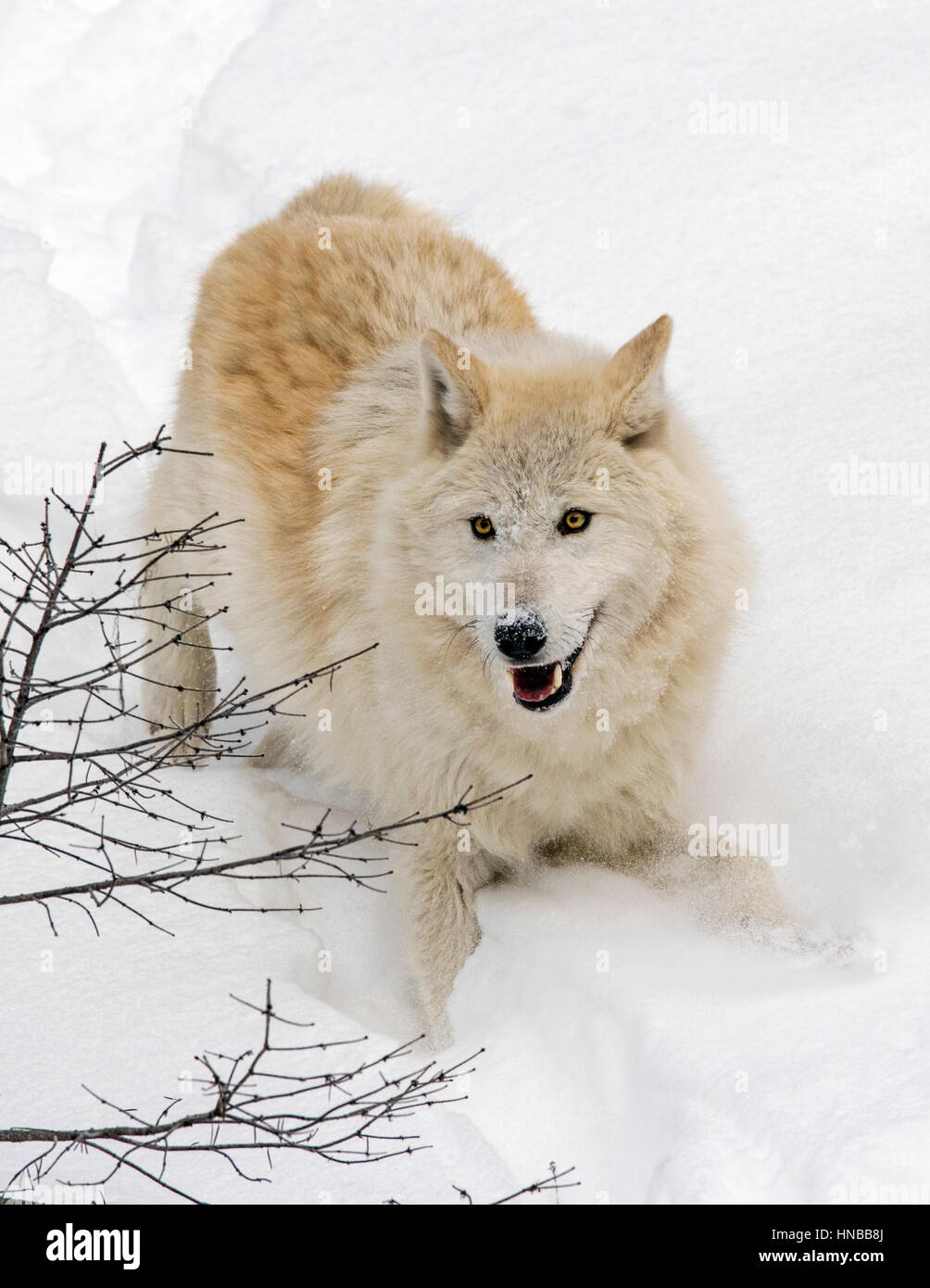 Gray Wolf; Canus Lupus; British Columbia; Canada Stock Photo - Alamy