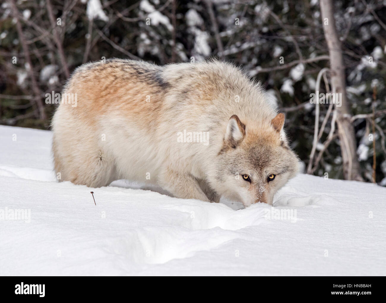Gray Wolf; Canus Lupus; British Columbia; Canada Stock Photo - Alamy