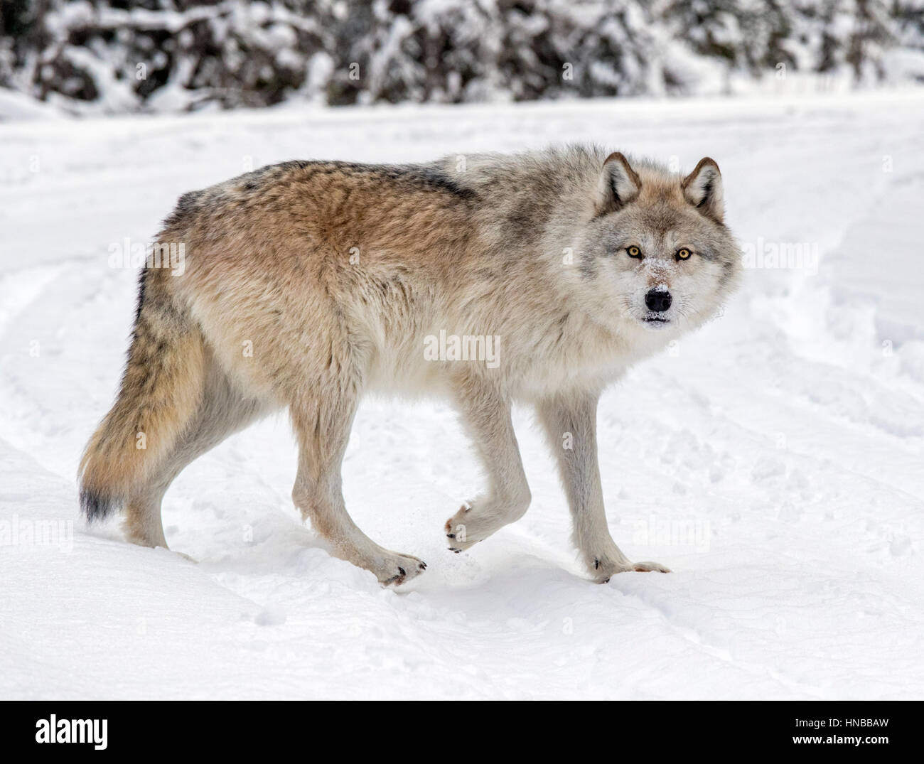 Gray Wolf; Canus Lupus; British Columbia; Canada Stock Photo - Alamy