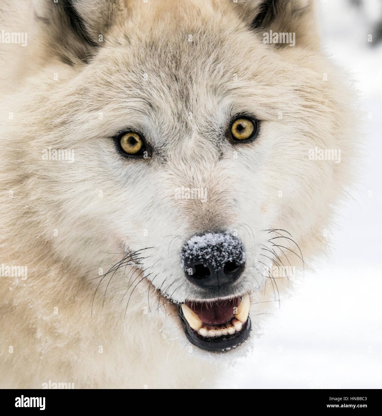 Gray Wolf; Canus Lupus; British Columbia; Canada Stock Photo - Alamy