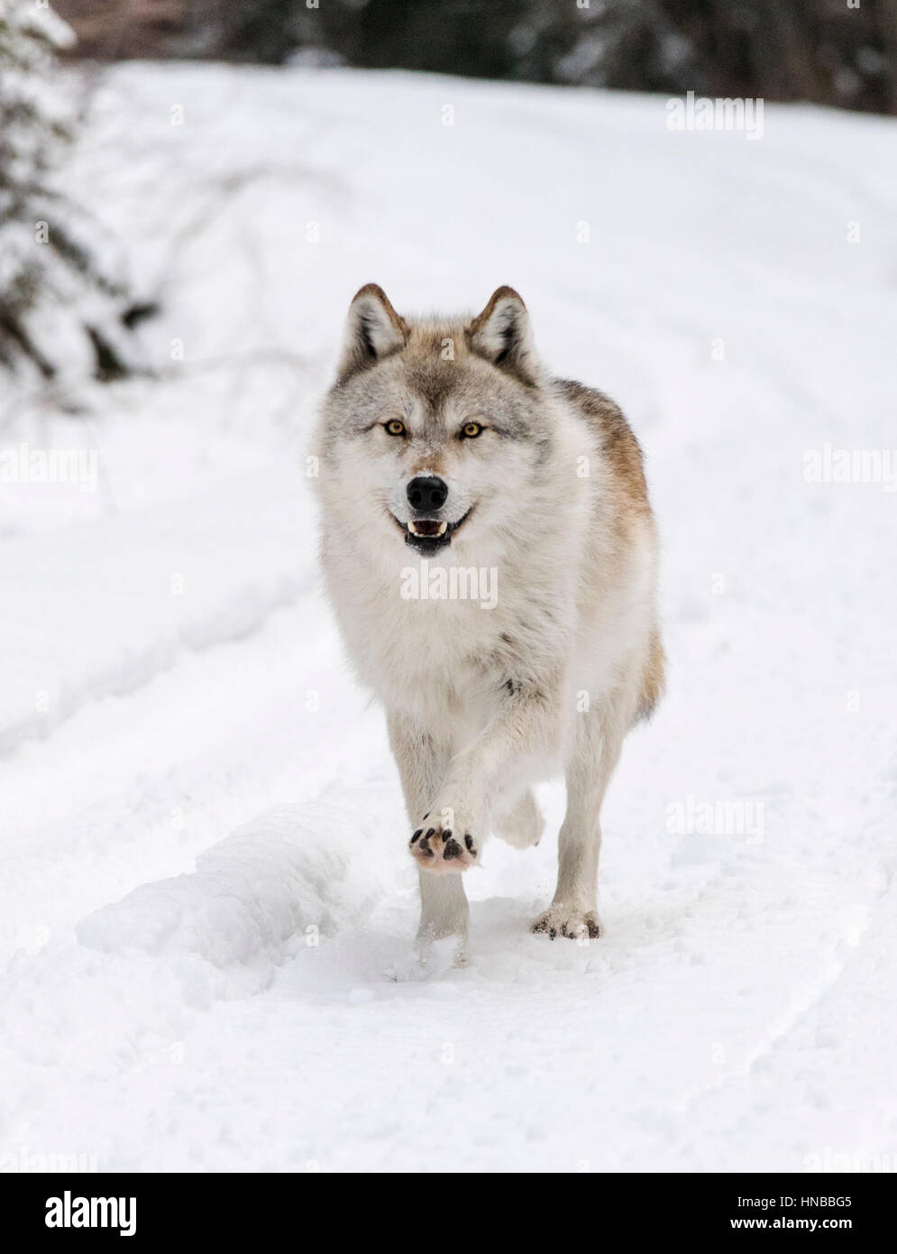 Gray Wolf; Canus Lupus; British Columbia; Canada Stock Photo - Alamy