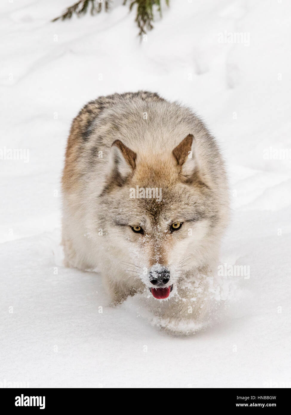 Gray Wolf; Canus Lupus; British Columbia; Canada Stock Photo - Alamy