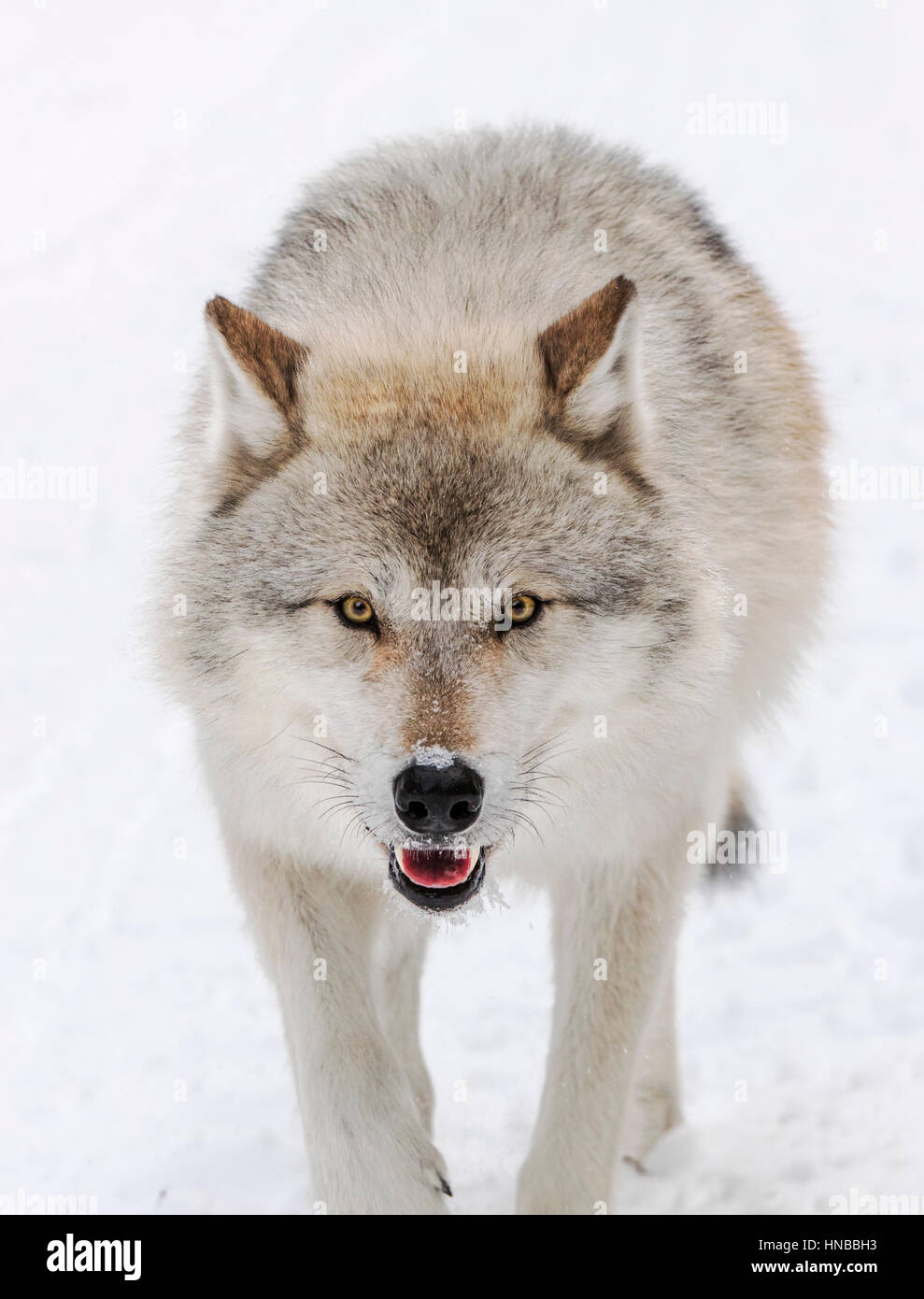 Gray Wolf; Canus Lupus; British Columbia; Canada Stock Photo - Alamy
