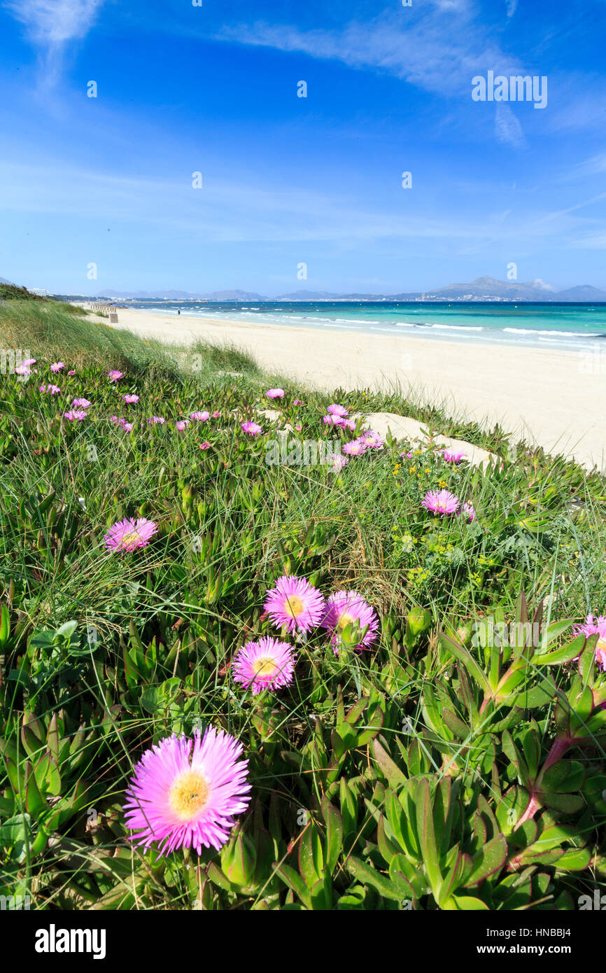 Mallorca flowers hi-res stock photography and images - Alamy