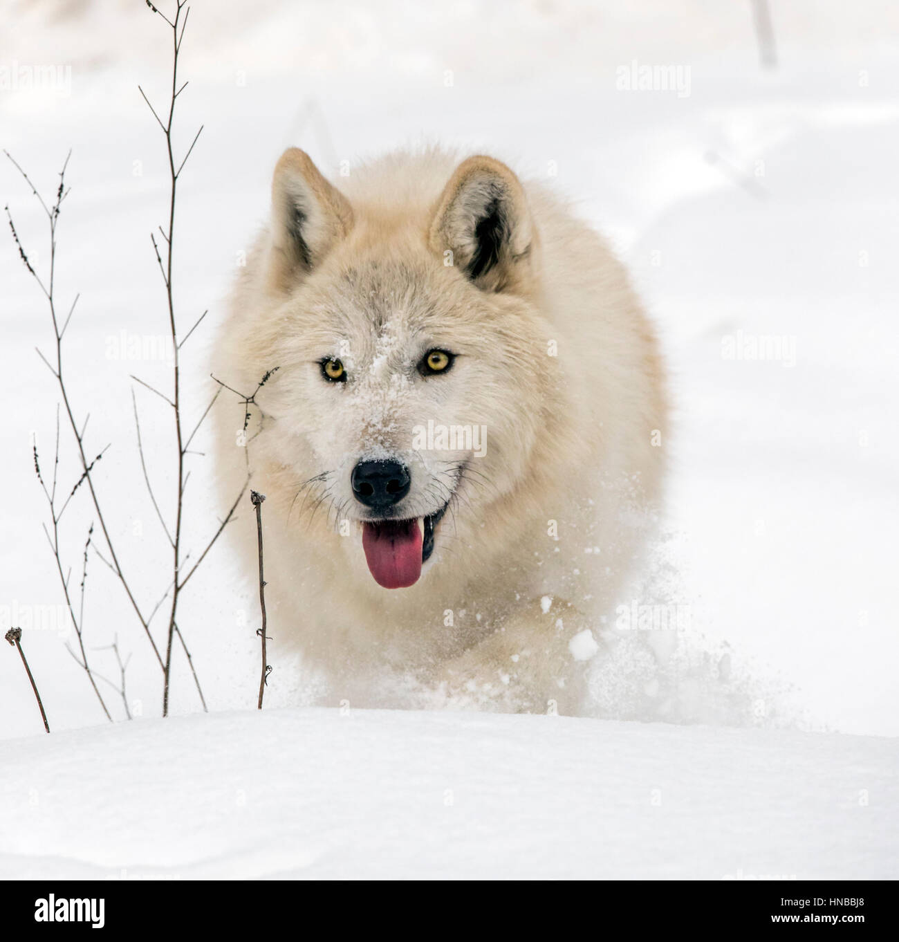 Gray Wolf; Canus Lupus; British Columbia; Canada Stock Photo - Alamy