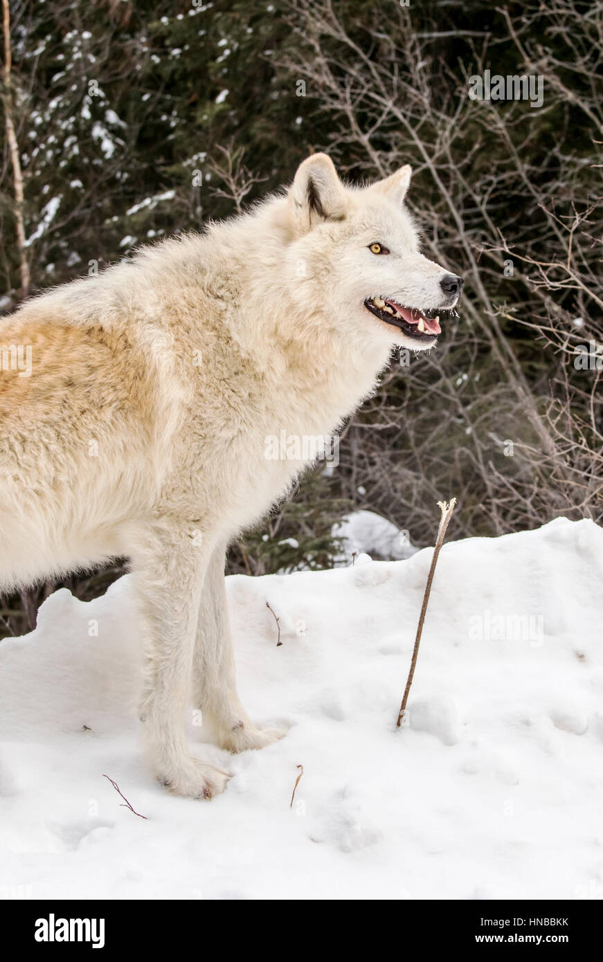Gray Wolf; Canus Lupus; British Columbia; Canada Stock Photo - Alamy