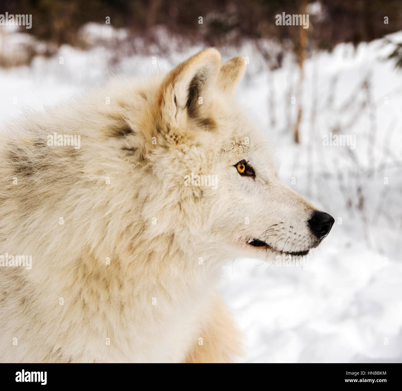 Gray Wolf; Canus Lupus; British Columbia; Canada Stock Photo - Alamy
