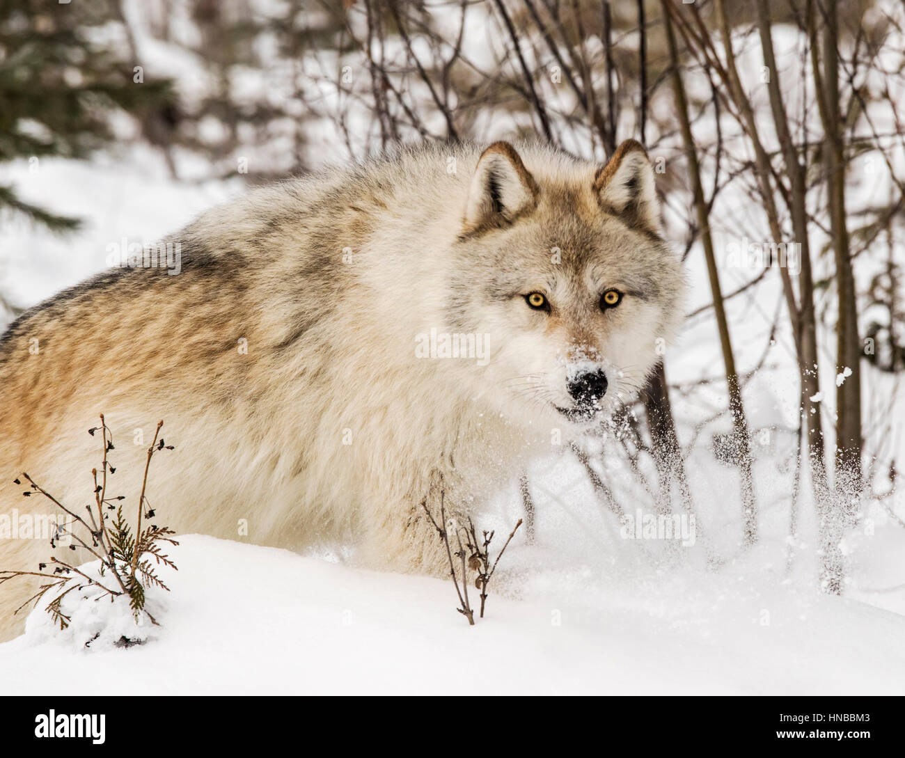 Gray Wolf; Canus Lupus; British Columbia; Canada Stock Photo - Alamy
