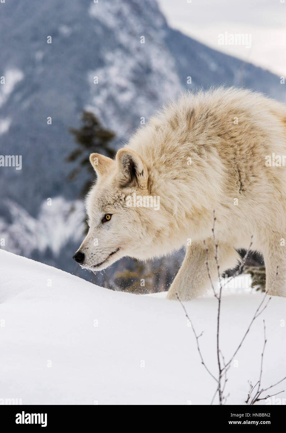 Gray Wolf; Canus Lupus; British Columbia; Canada Stock Photo - Alamy