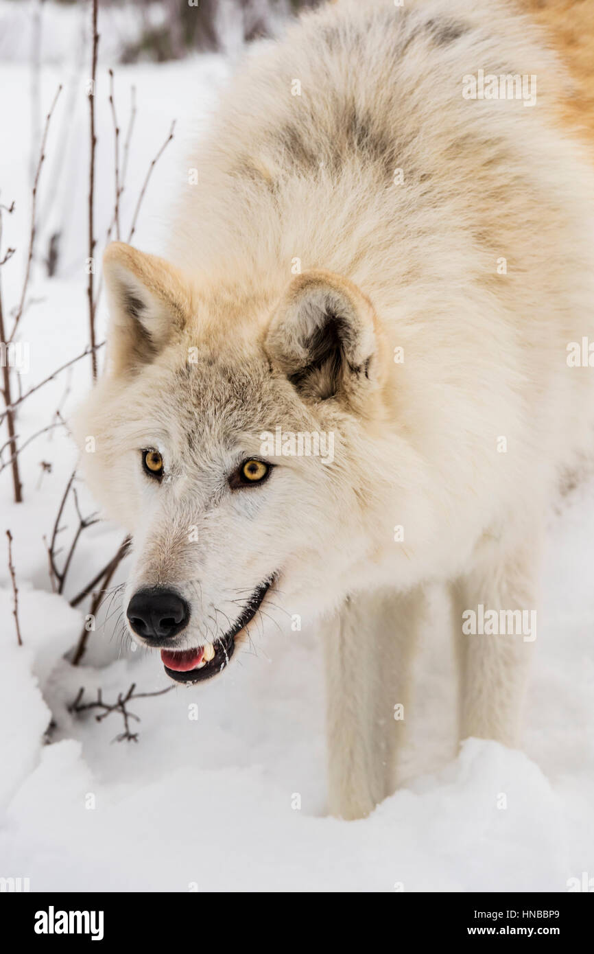 Gray Wolf; Canus Lupus; British Columbia; Canada Stock Photo - Alamy