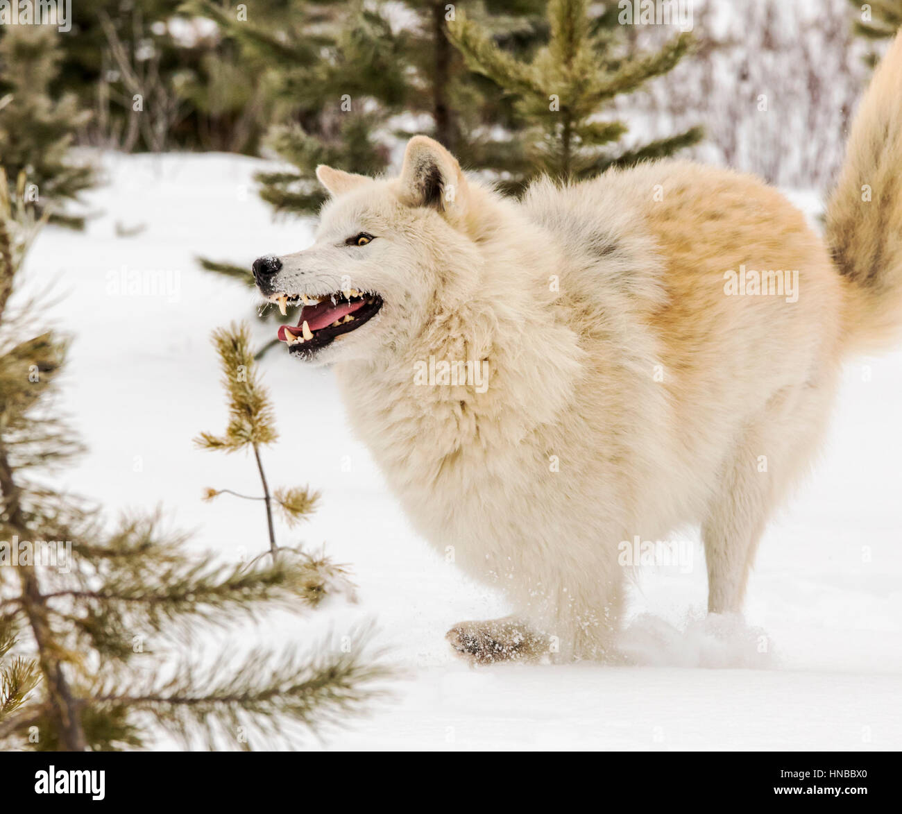 Gray Wolf; Canus Lupus; British Columbia; Canada Stock Photo - Alamy