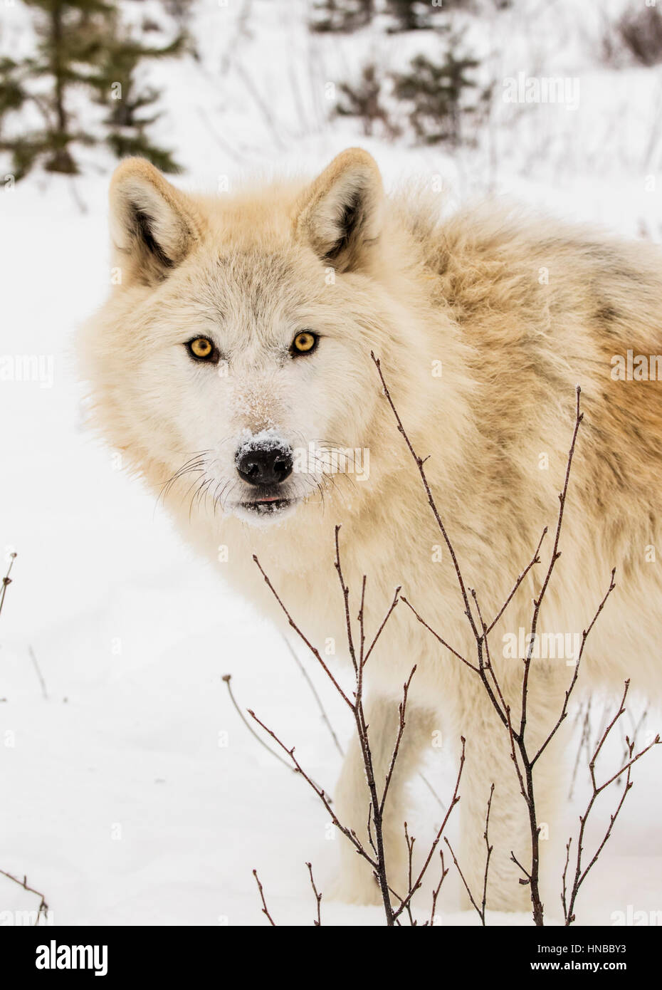 Gray Wolf; Canus Lupus; British Columbia; Canada Stock Photo - Alamy