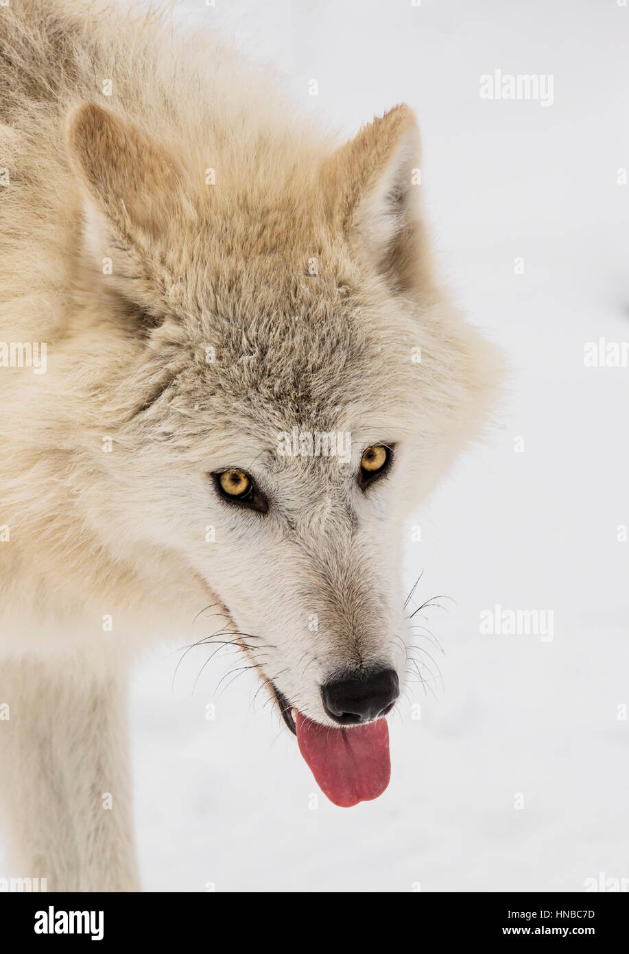 Gray Wolf; Canus Lupus; British Columbia; Canada Stock Photo - Alamy