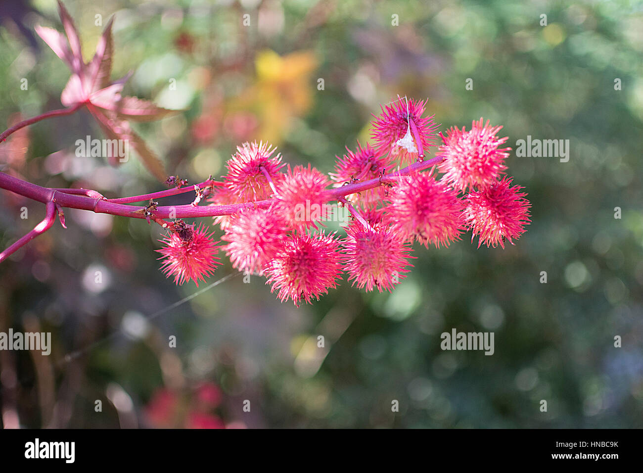 People's language is called tick flower Stock Photo - Alamy