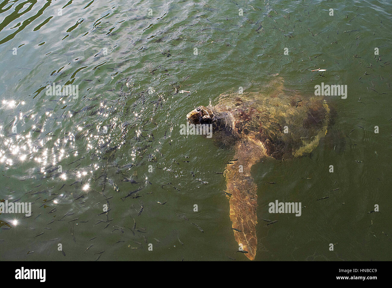 Sea turtle. Spread over Mediterranean coasts The most important ...
