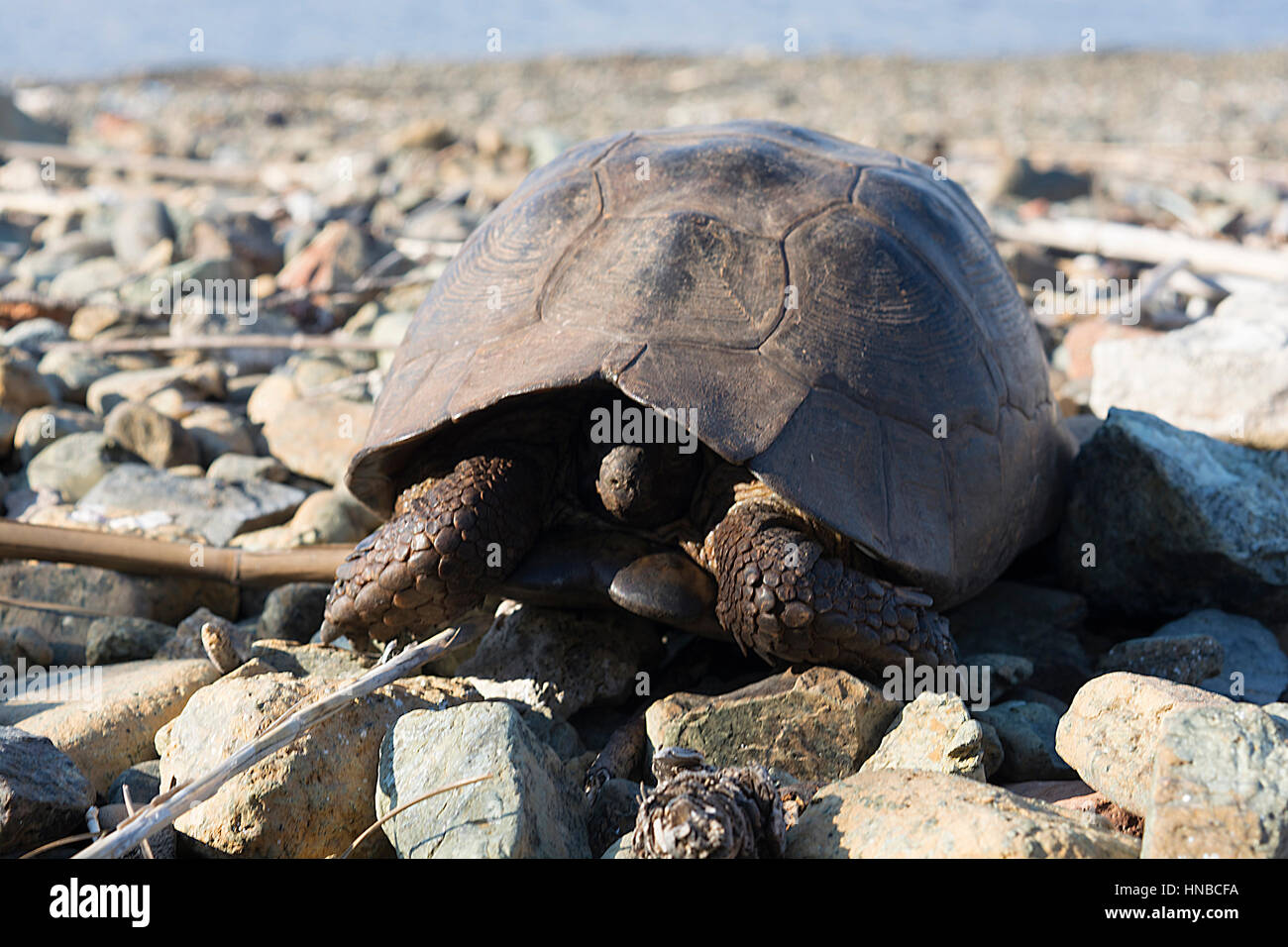 Turtle walking on stones Stock Photo - Alamy