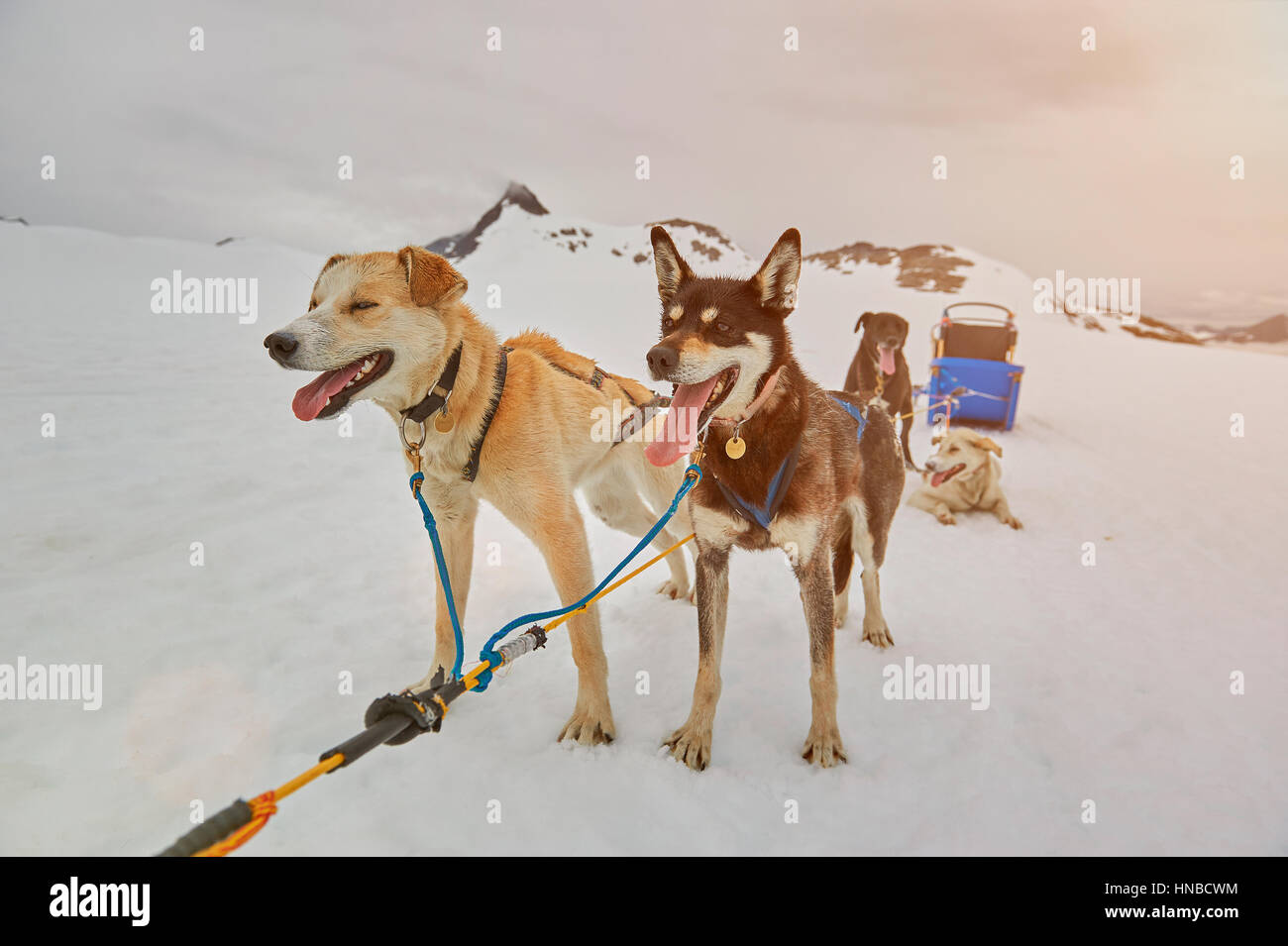 sledding dog take rest in snow of alaska mountain Stock Photo - Alamy