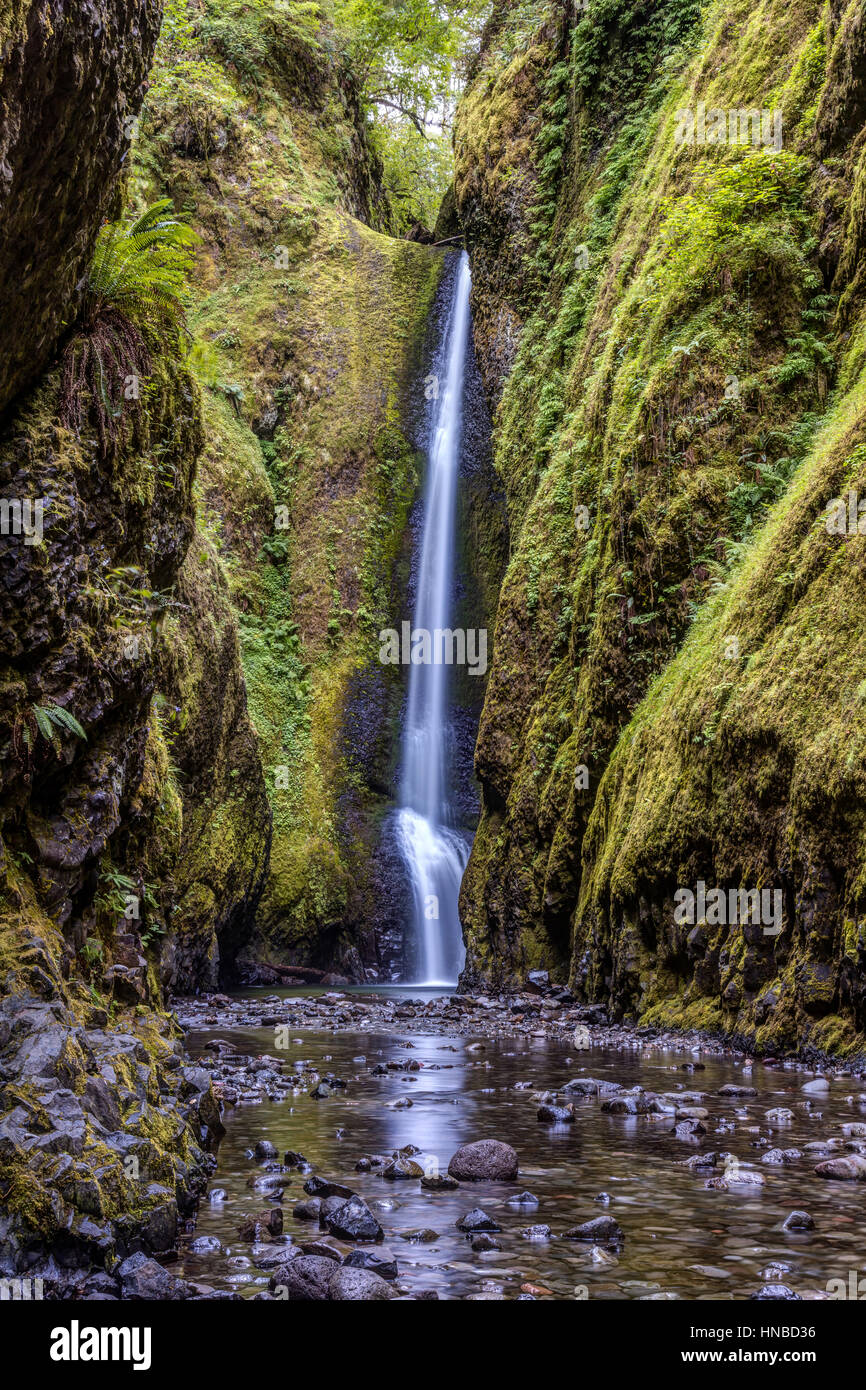 The lush and green Lower Oneonta falls in Oneonta gorge, Oregon Stock ...
