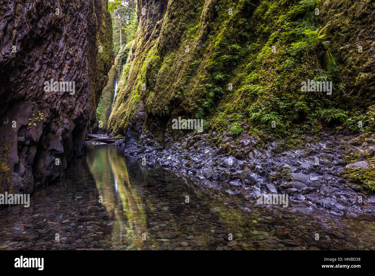 The Green Canyon of Oregon. The lush and green oneonta gorge, one of ...