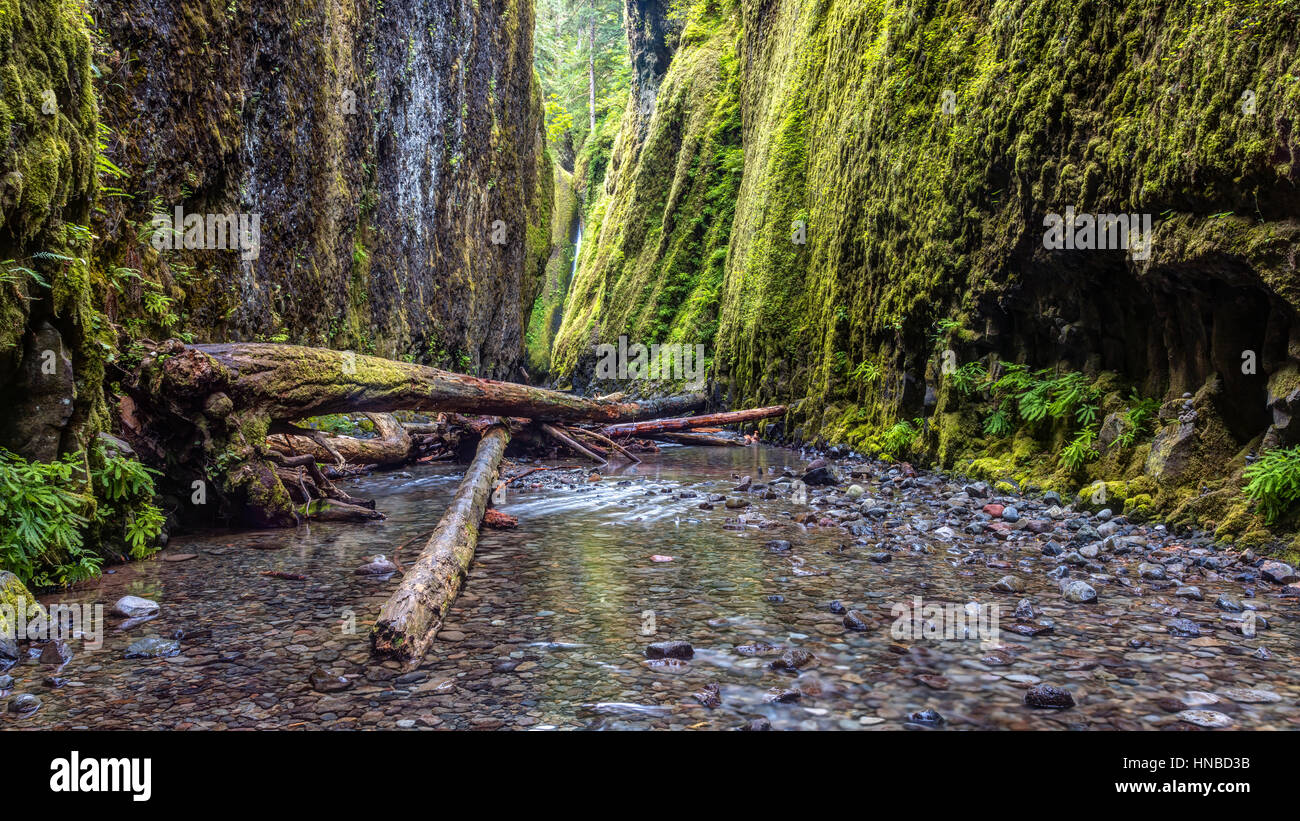 Hiking in the beautifully lush Oneonta Gorge, Oregon Stock Photo - Alamy