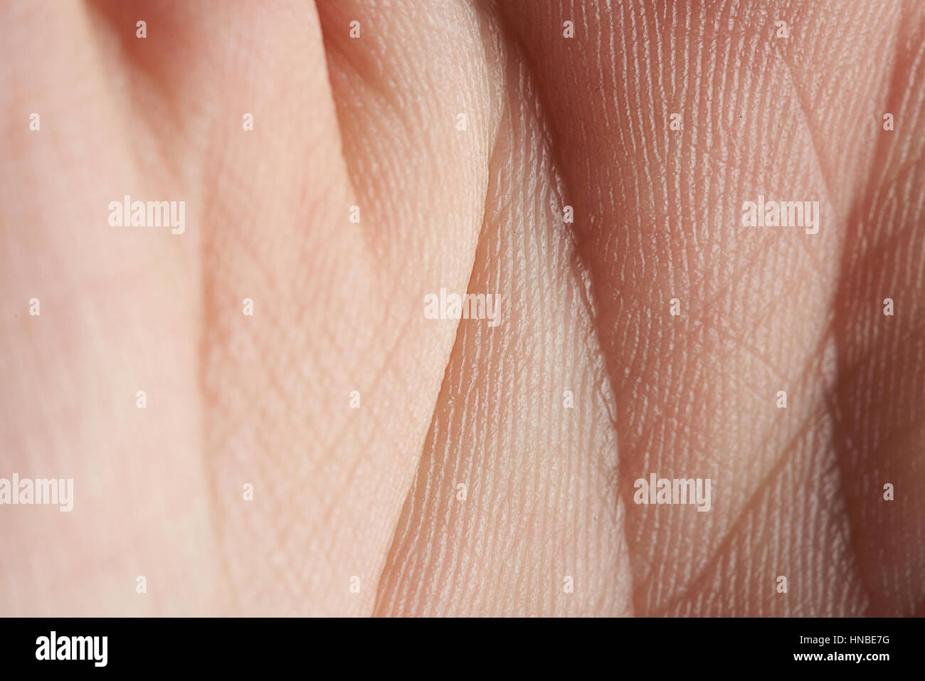 macro of skin texture on hand palm with lines Stock Photo - Alamy