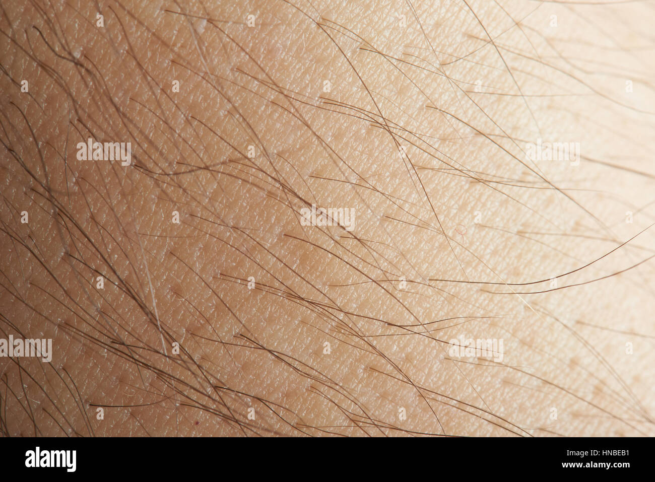 Human Arm Skin