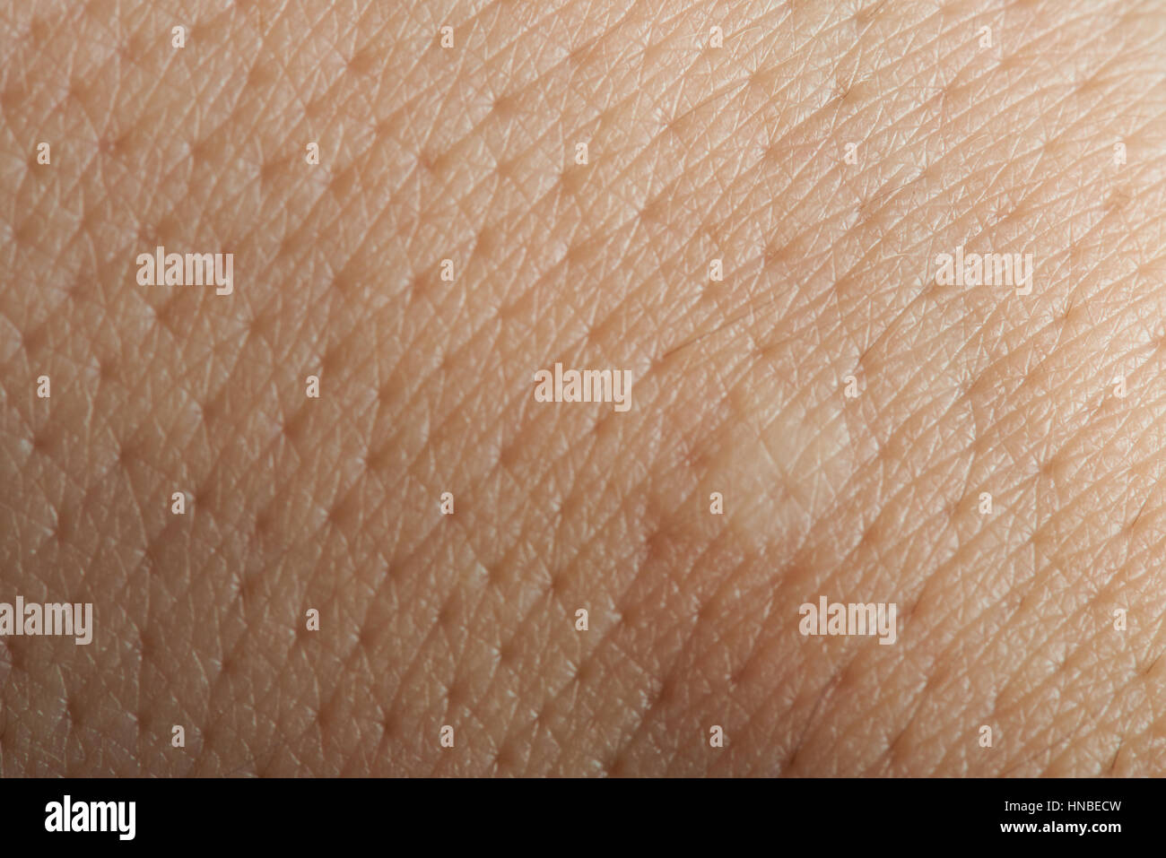 macro of pores on human hand skin Stock Photo - Alamy
