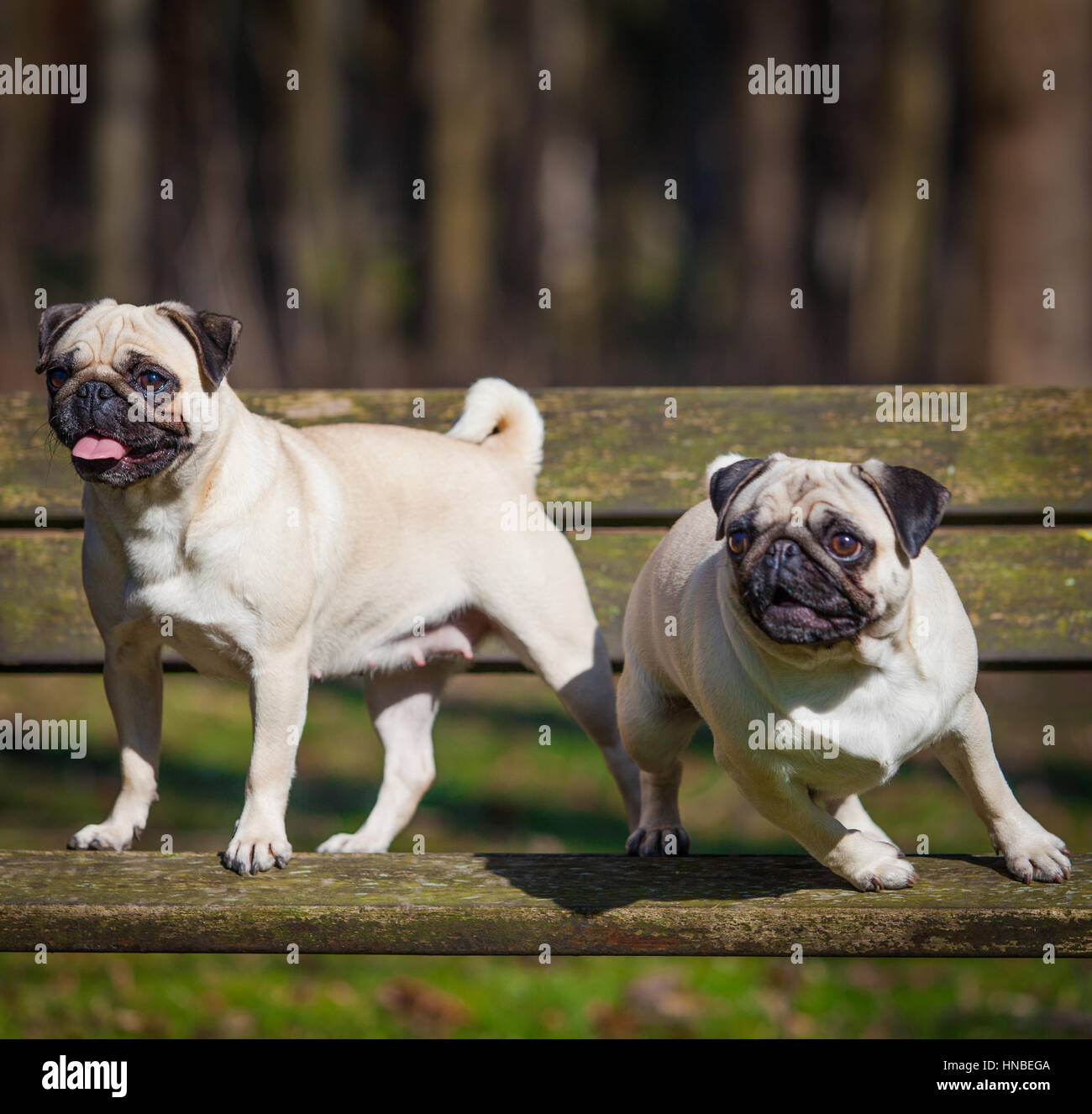Pug dog. dog portrait Stock Photo - Alamy