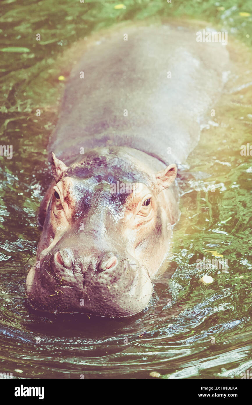 Hippopotamus. Hippo out the water Stock Photo - Alamy
