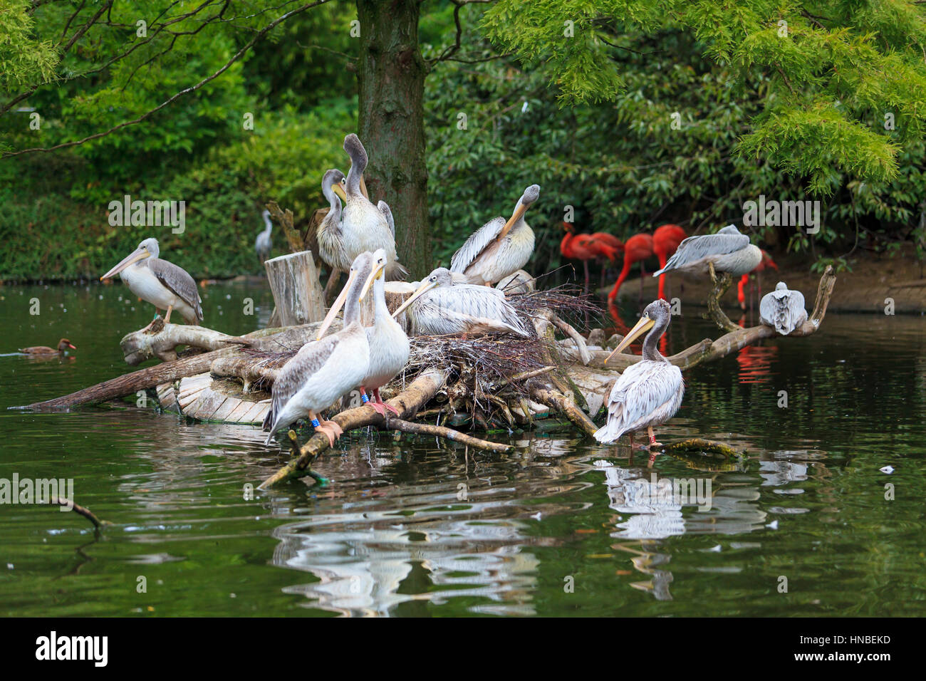 White Pelican. group of pelicans in the pond Stock Photo - Alamy