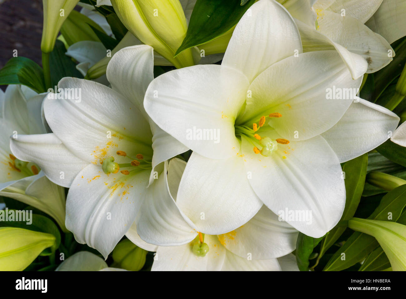 Beautiful white lily flowers Stock Photo - Alamy