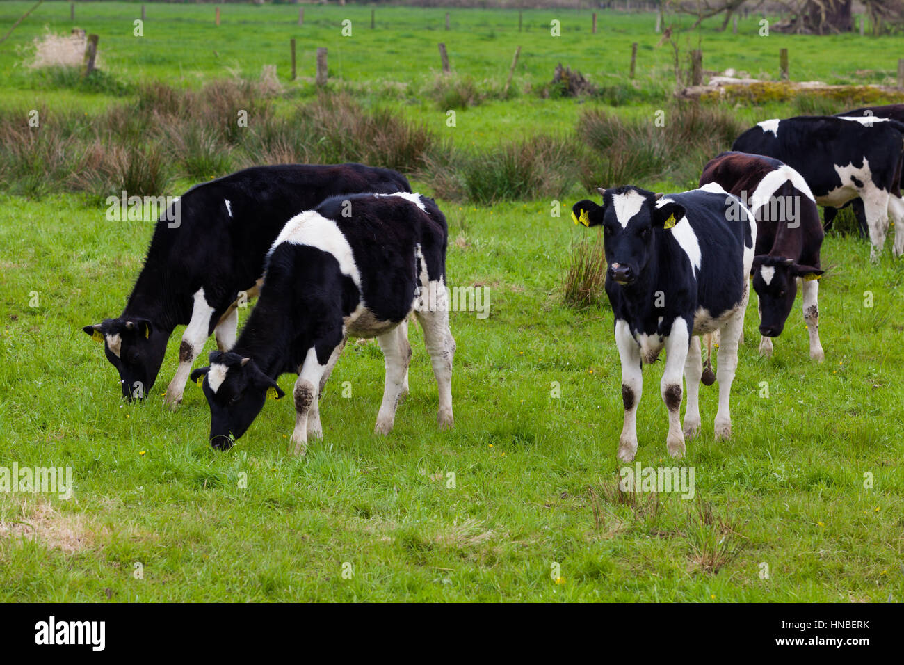 Cow in the field Stock Photo - Alamy