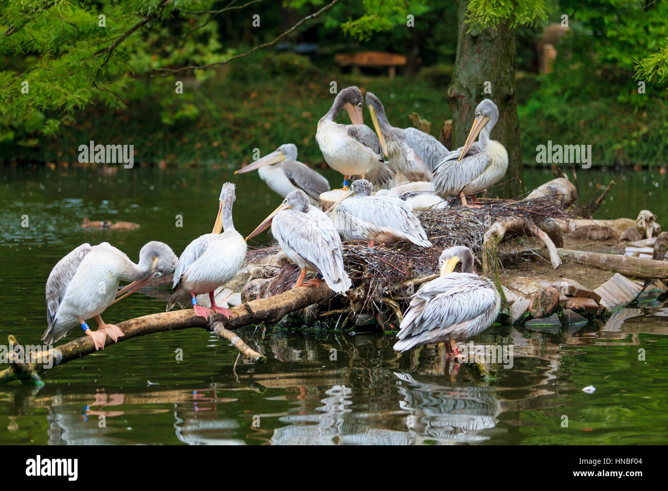 White Pelican. group of pelicans in the pond Stock Photo - Alamy