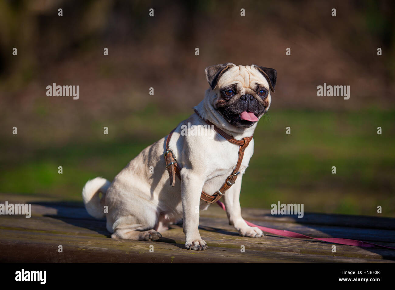 Pug dog. dog portrait Stock Photo - Alamy