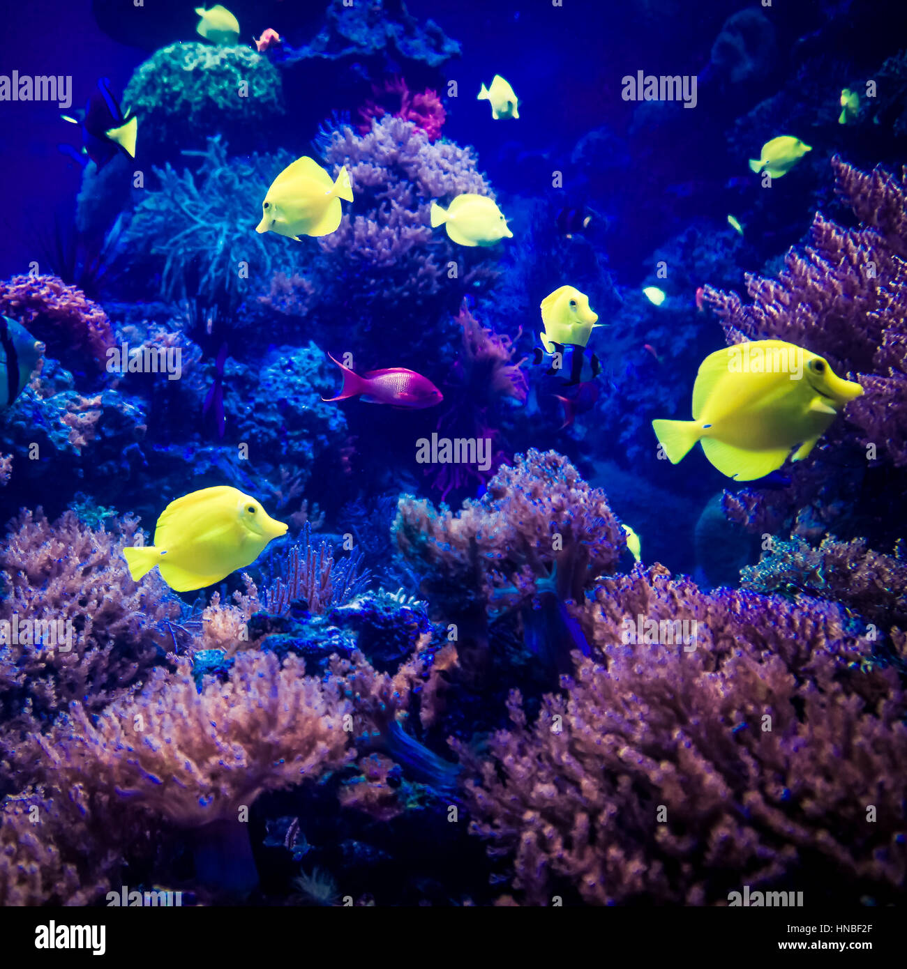 beautiful underwater world. underwater world Stock Photo - Alamy