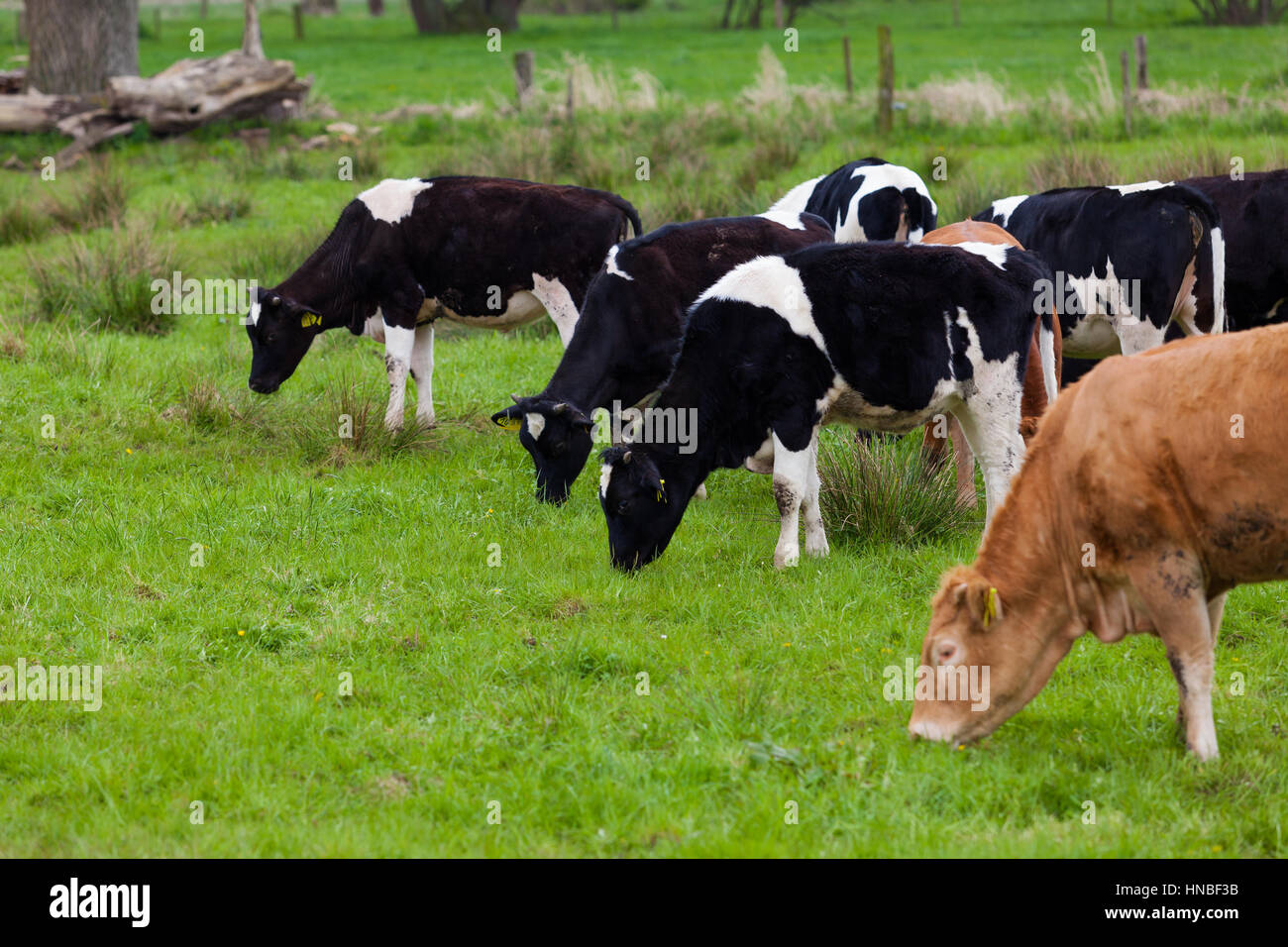 Cow in the field Stock Photo - Alamy