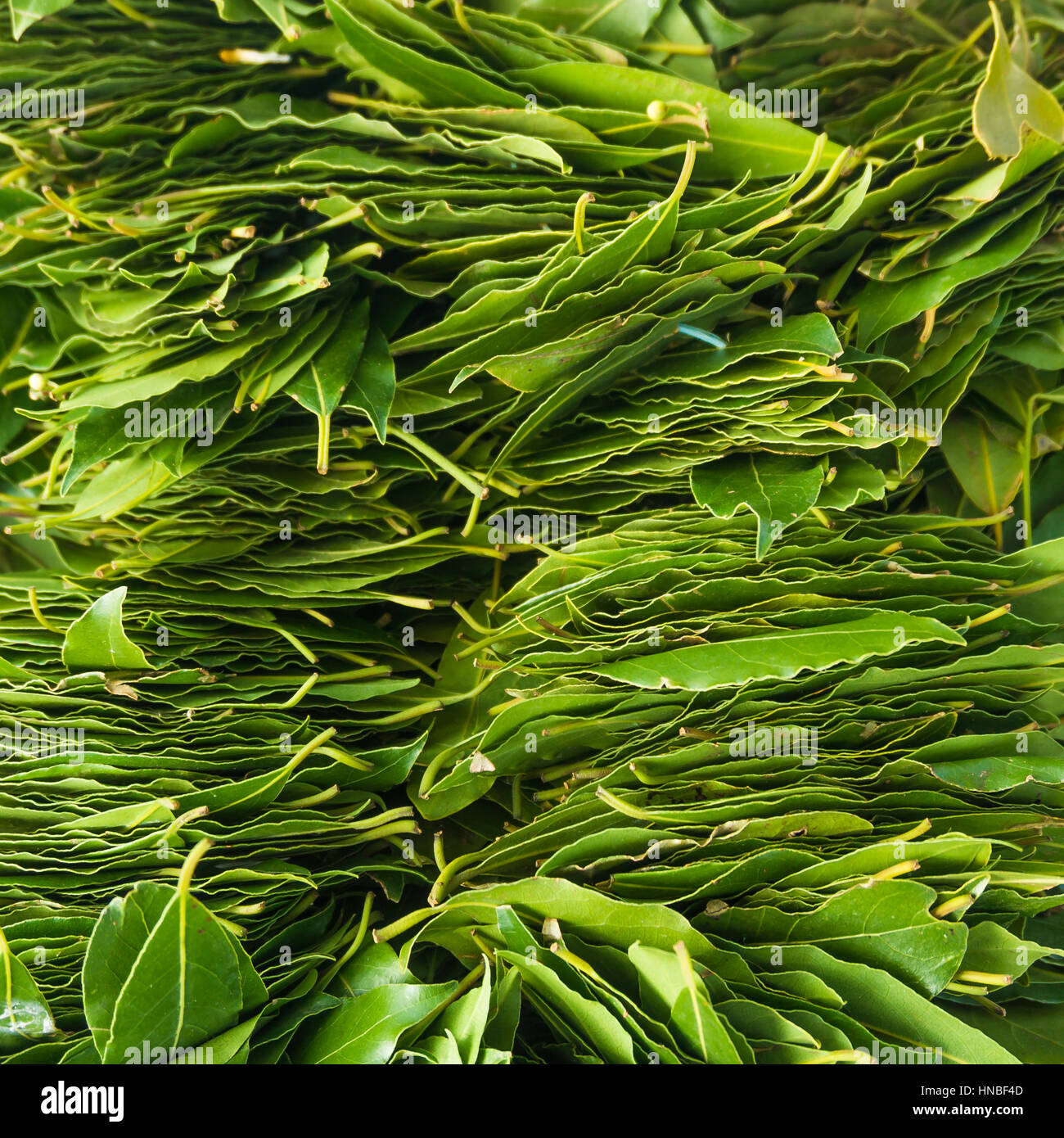green laurel leaves. Fresh leaves of laurel Stock Photo - Alamy